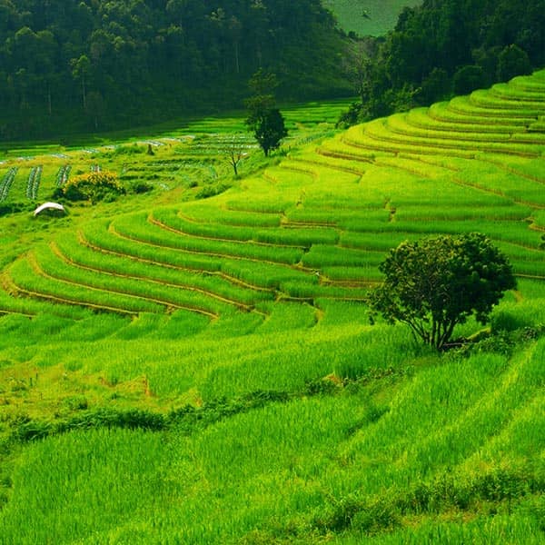 PAI COUNTRYSIDE & ONSEN STAY | Intriq Journey