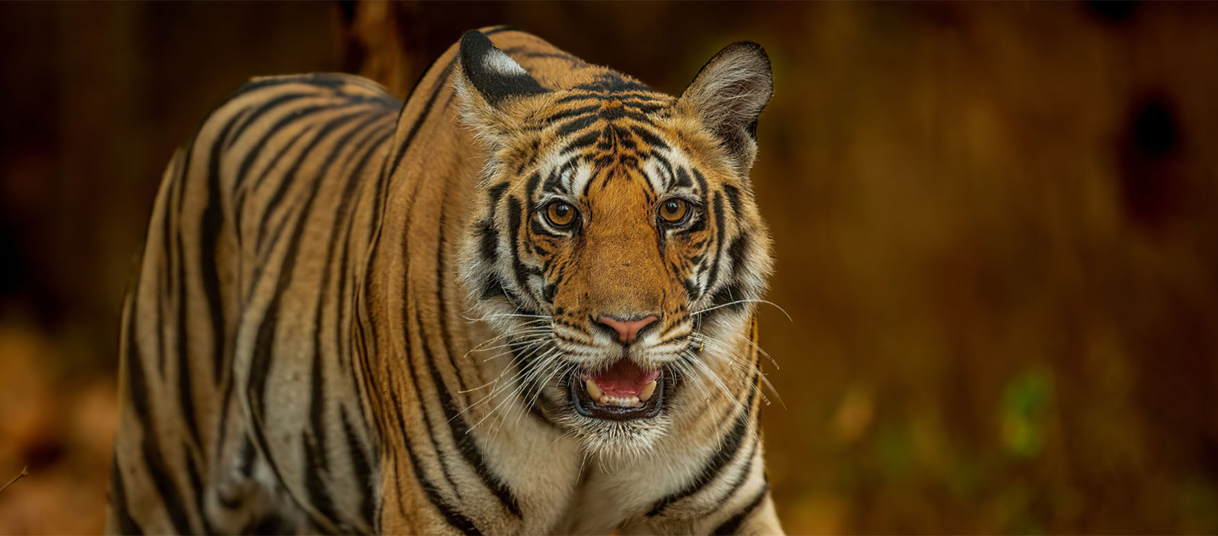 8 DAYS ROARING TALES: A JUNGLE BOOK TIGER SAFARI | Intriq Journey