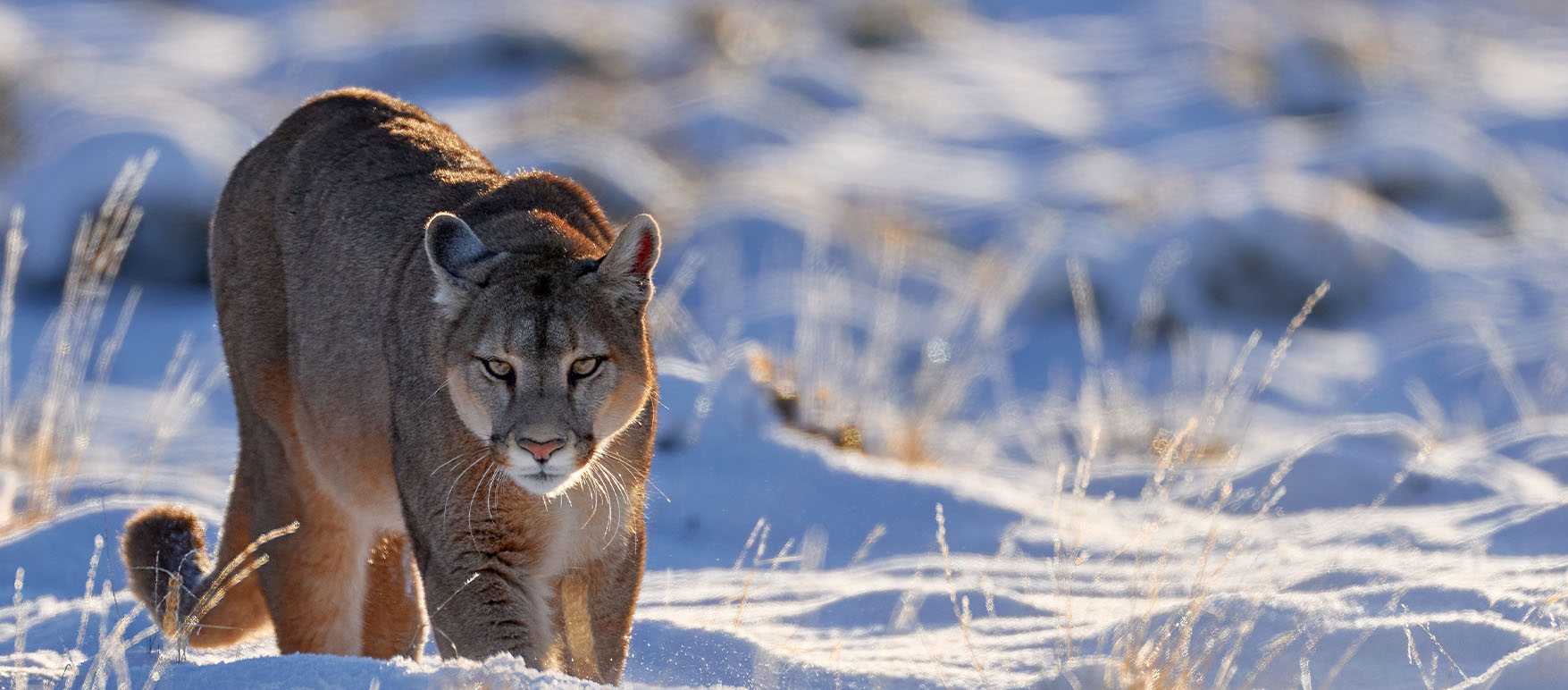 Untamed Patagonia - Pumas, King Penguins... | Intriq Journey